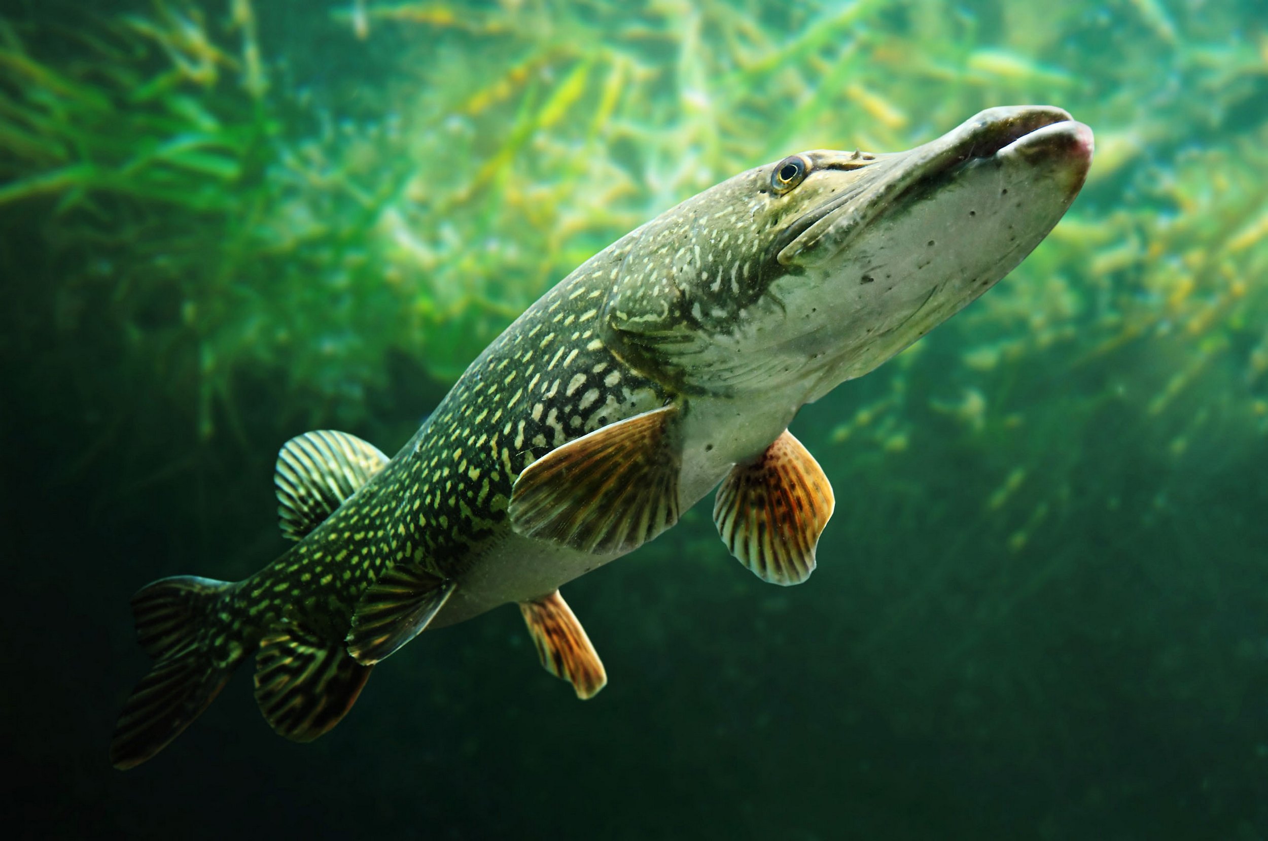 Esox lucius store